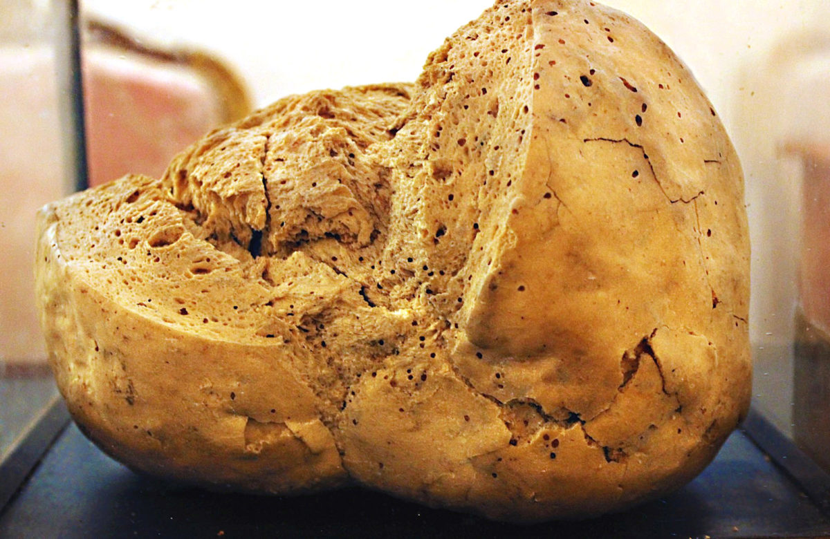 The-oldest-bread-in-the-world-is-129-years-old-and-is-owned-by-a-museum ...