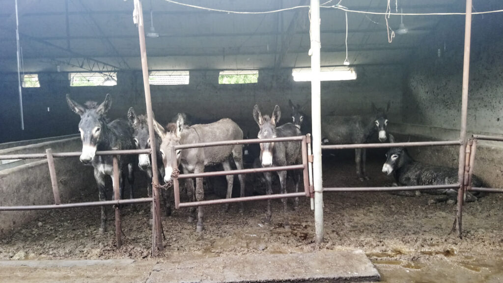 Ass Your Lot: Officials Shut Down Donkey Slaughterhouses - The ...